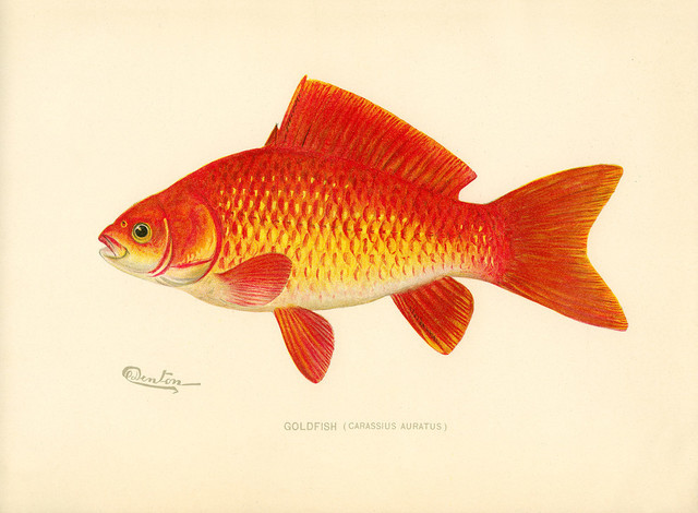 Goldfish Print, 8" x 10" - Contemporary - Prints And Posters - by Print ...