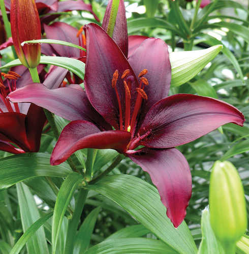 Asiatic lilies (lilium) zone 9b? Tips? | Houzz Forum