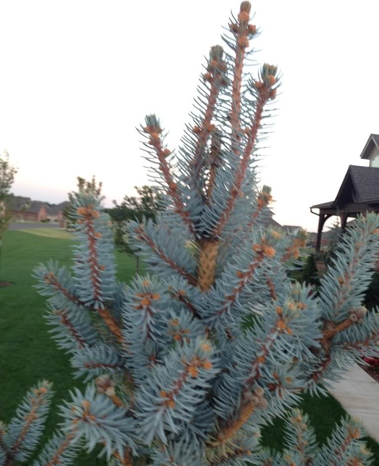 Help with Picea Pungens Leaders