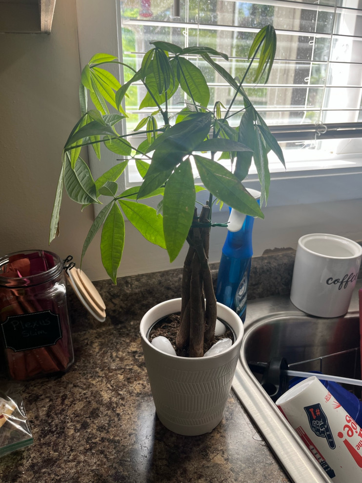 Rookie houseplant owner - is this pot suitable for my money tree?