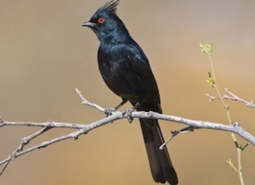black cardinal in south carolina