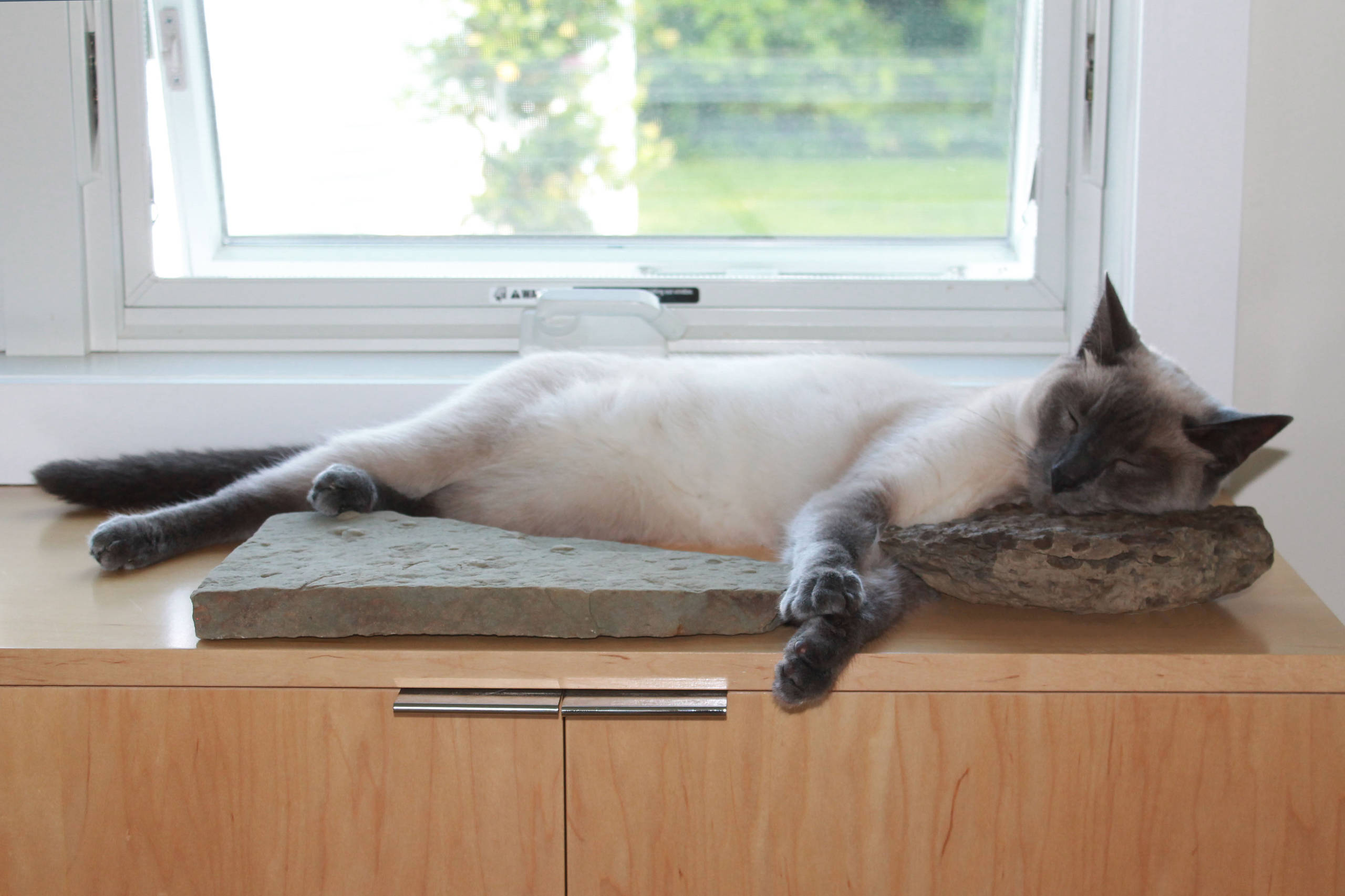 Pet of the Week: Blue and Splinter Find a Home in Pennsylvania