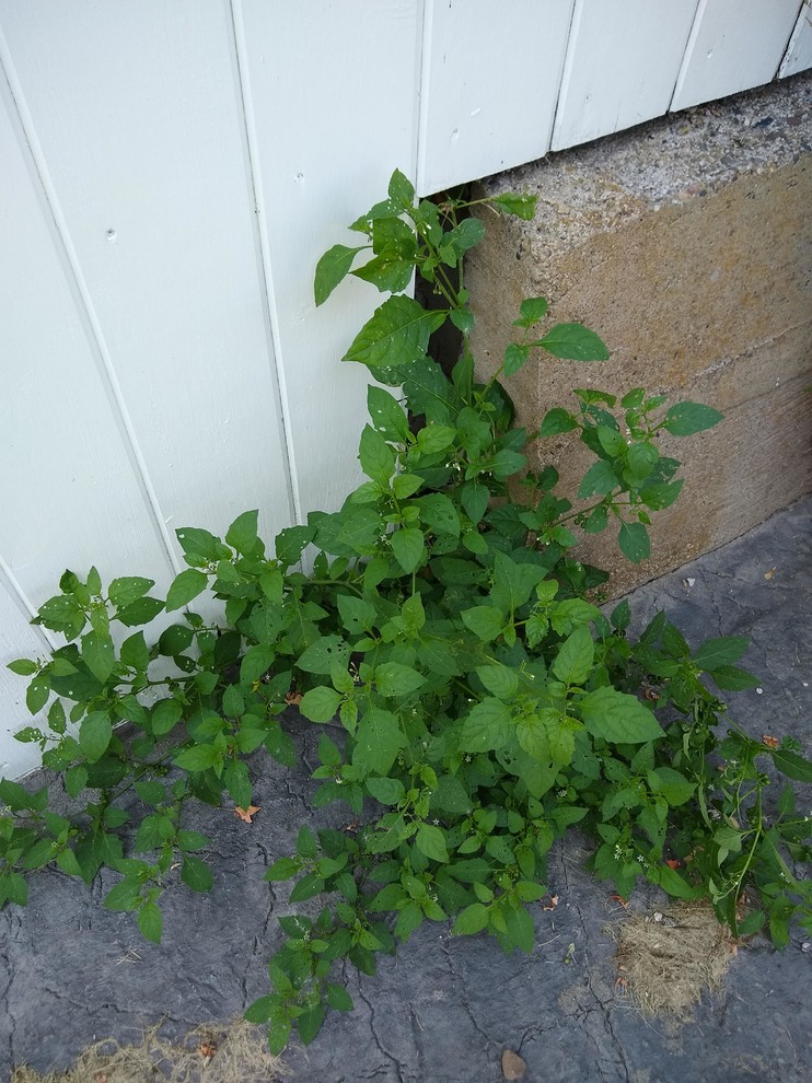 What is this Berry Weed?
