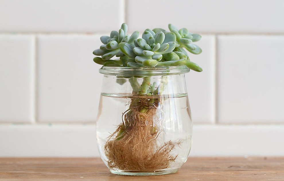 How to Grow Succulents Hydroponically Anywhere: A Simple Guide - South ...