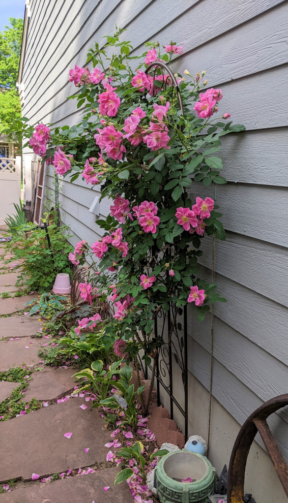 When the volunteer rose comes into its own