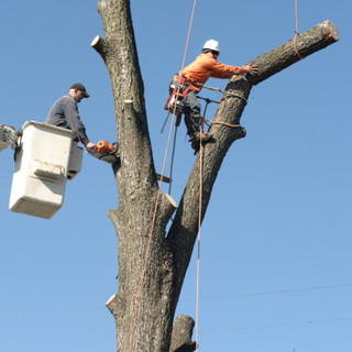 SAP BROTHERS TREE SERVICE, LLC - Project Photos & Reviews - Davidsville ...