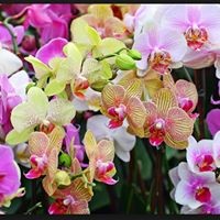 BARBARA BOSS-FEDORKOBBFINTERIORS - Project Photos & Reviews - Stratford ...