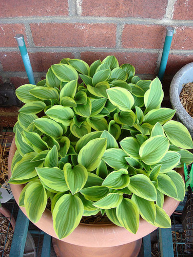 Hosta dying out in the middle