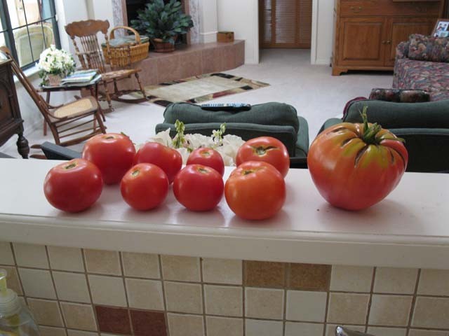 My biggest tomato ever!