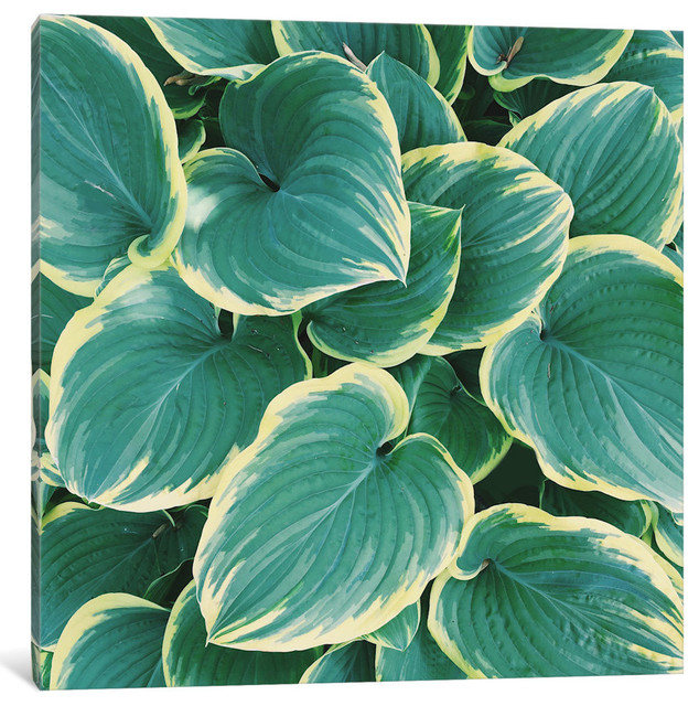 "Some Like It Hosta" by Chelsea Victoria, 12x12x.75, 12x12x1.5 ...
