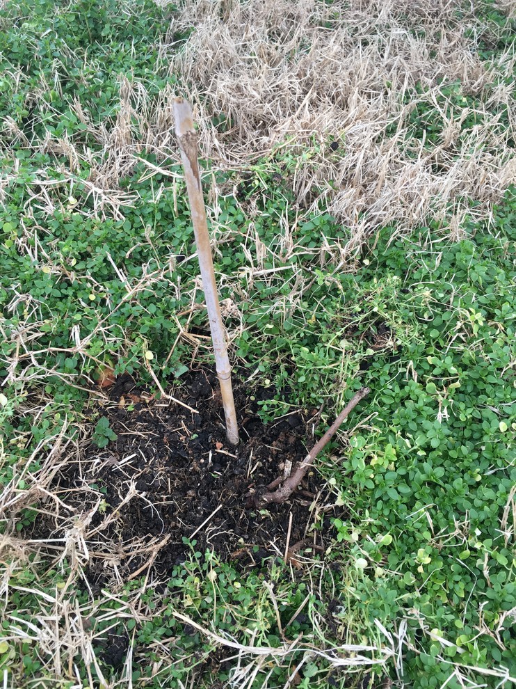 Keep it or replace Renae climbing rose?