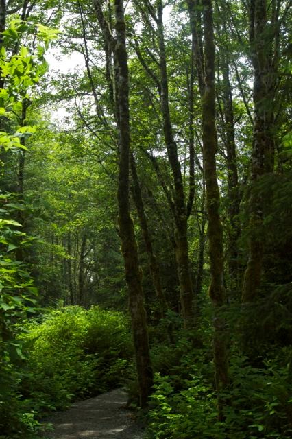 Let Nature Inspire Your Landscape: Ideas for a Woodland Garden