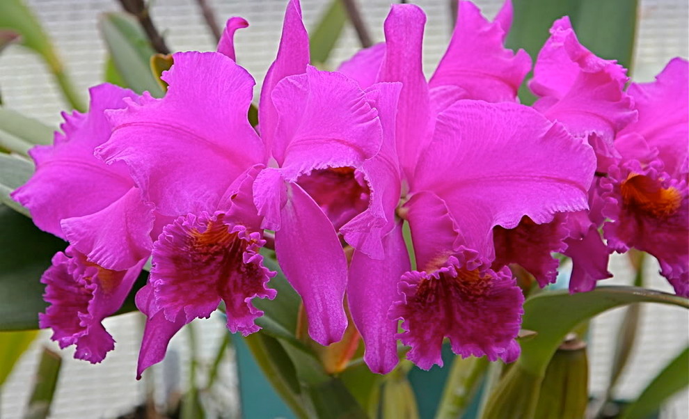C. mossiae 'Willowbrook'
