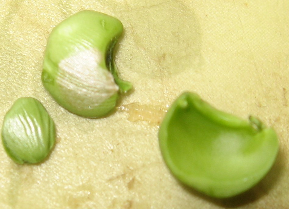 Polyembryony Fukushu kumquat seed.