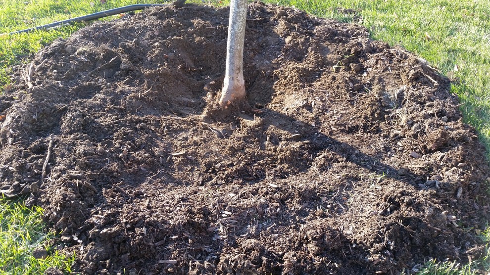 Is this the root flare on my crimson maple?