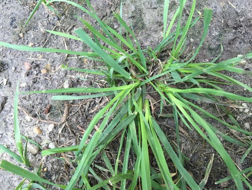 Orchardgrass? tall Fescue ky31?
