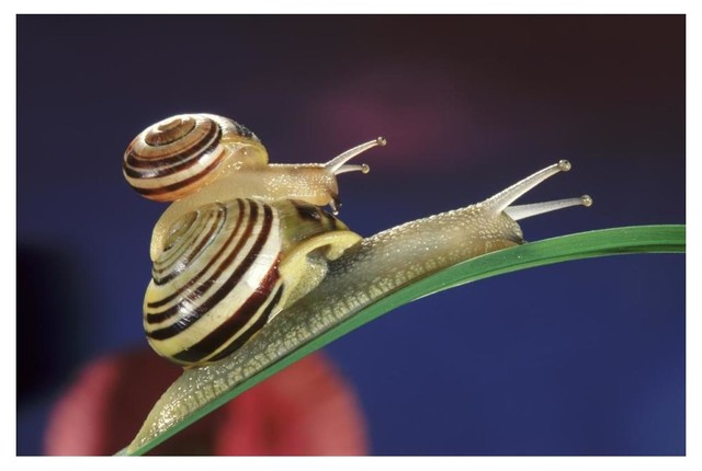 Brown Lipped Snail Small Snail Riding On The Shell Of A Larger Snail ...