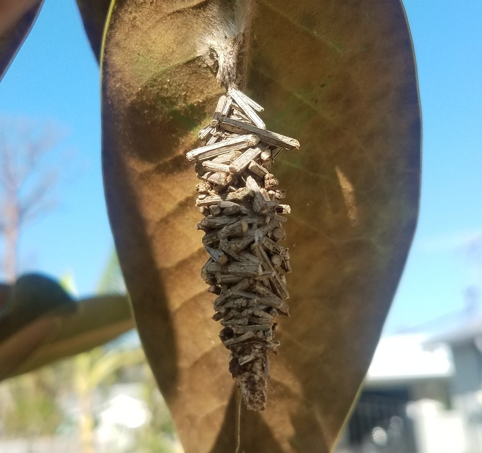 What built this beautiful structure on Magnolia leaf?