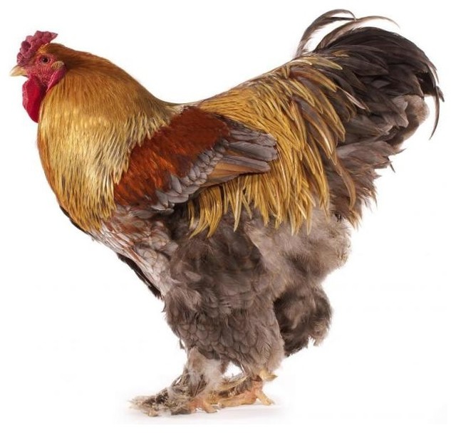 "Domestic Chicken, Partridge Brahma, cockerel, standing" Paper Art, 20 ...