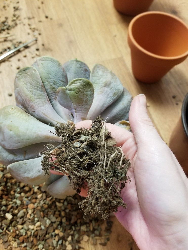 Can we talk about succulent body language?
