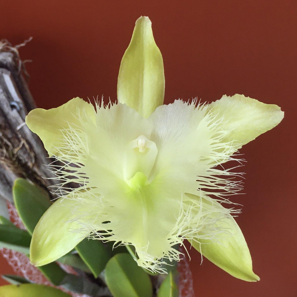 Honduras National Flower Orchid | Best Flower Site