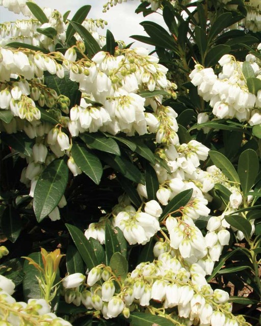 Mountain Snow™ Pieris Pieris japonica Mountain Snow™ - Garden - Miami ...