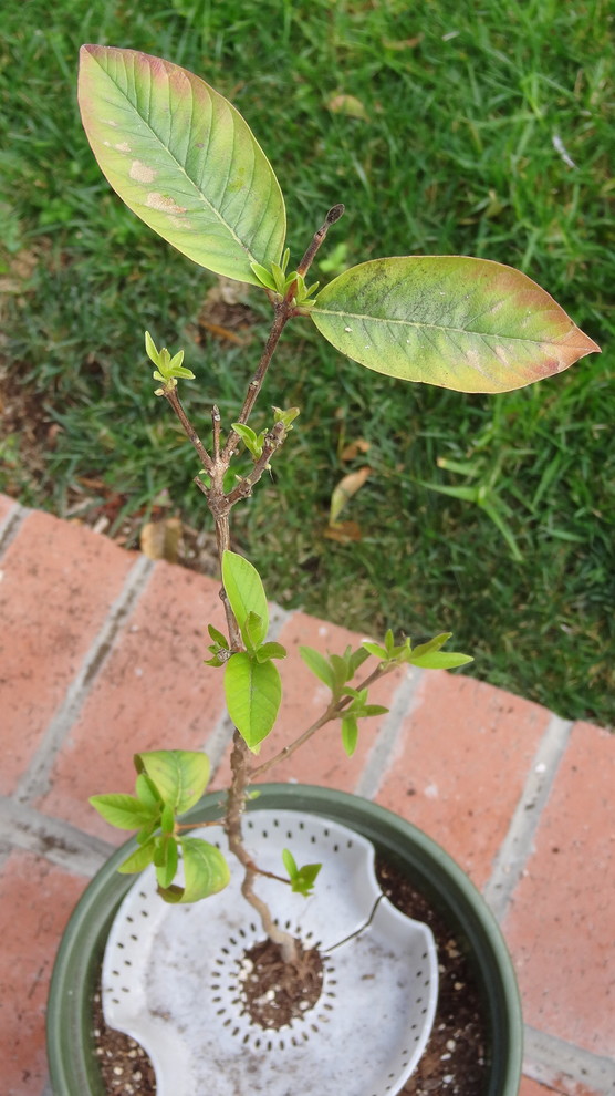Need help with baby Guava tree