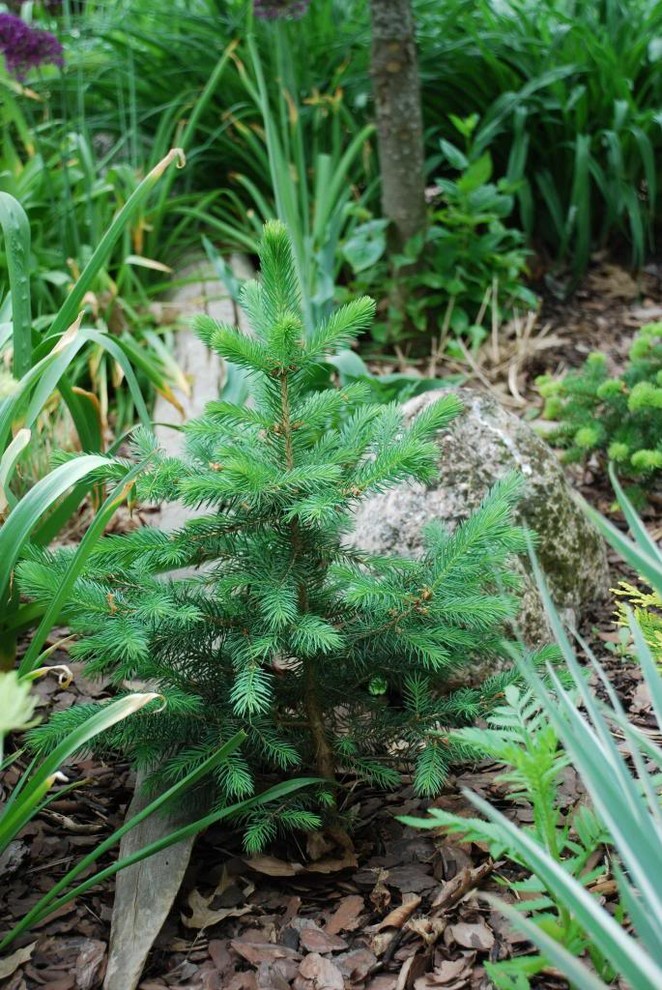 Picea abies seedling