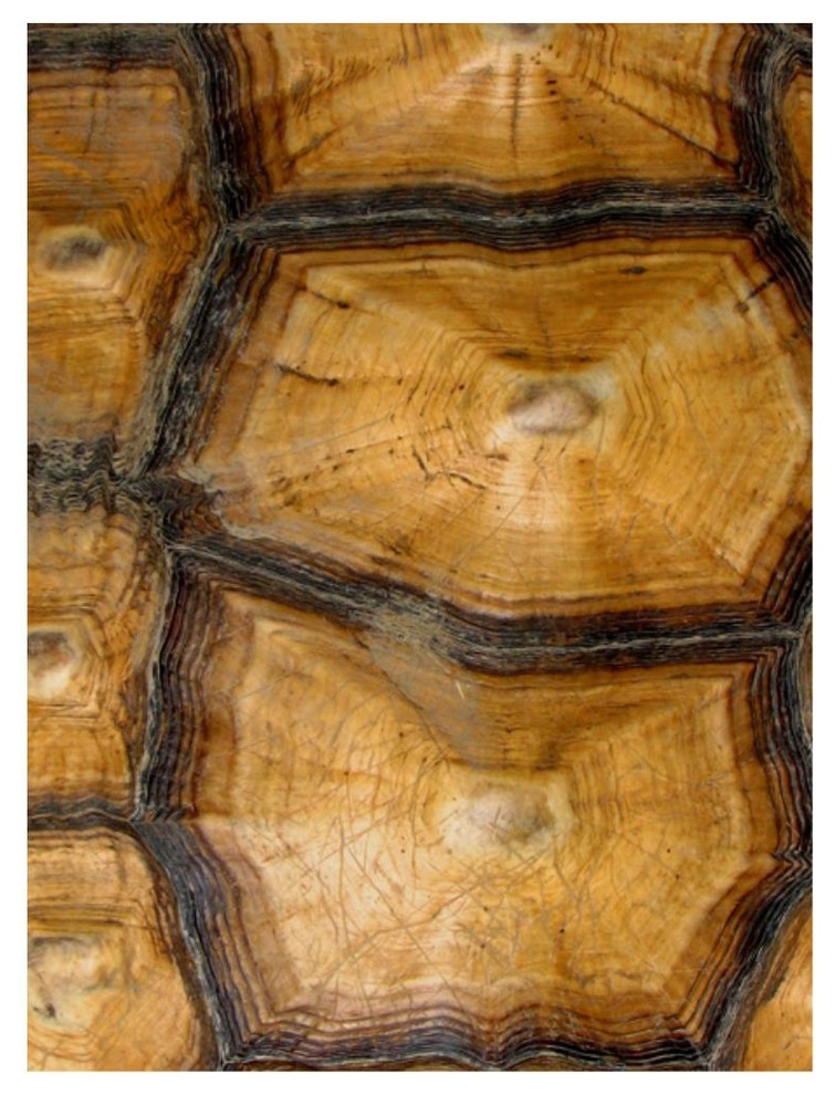 "Carapaced Motif VII" Fine Art Piece, 30"x40" - Contemporary - Fine Art ...