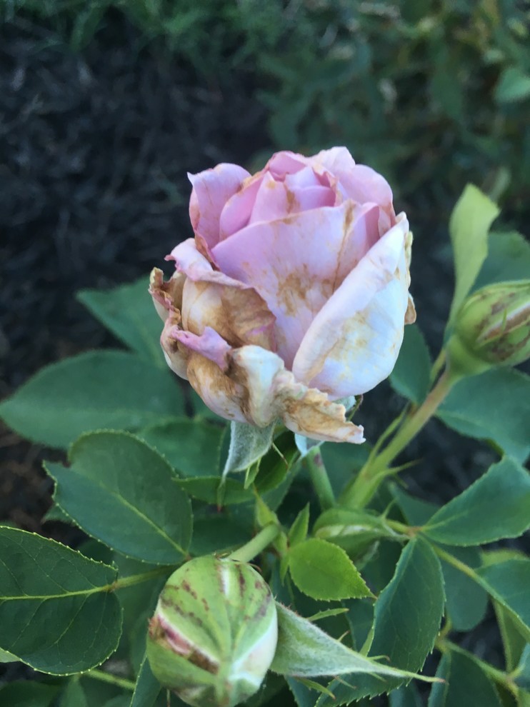 Why do my first blooms look so bad?