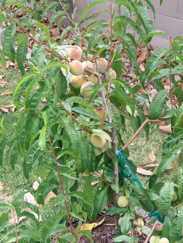 Red Baron and Unknown Peach Trees