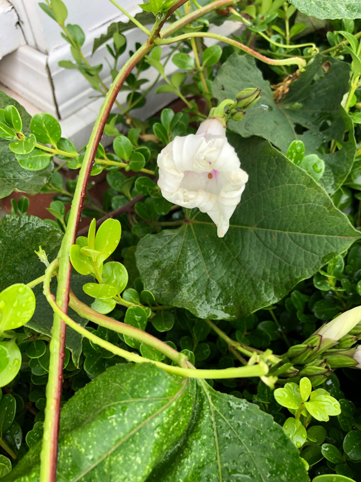 What is this vine please?