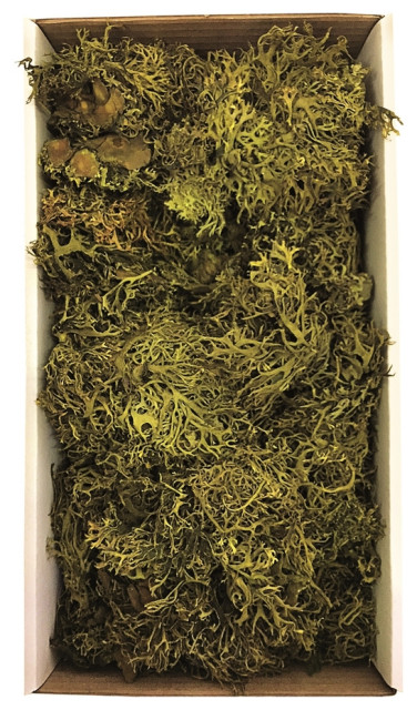Vickerman Tray Moss Green Moss, Wolf Lichen 8-9 Oz, Preserved, Tray ...