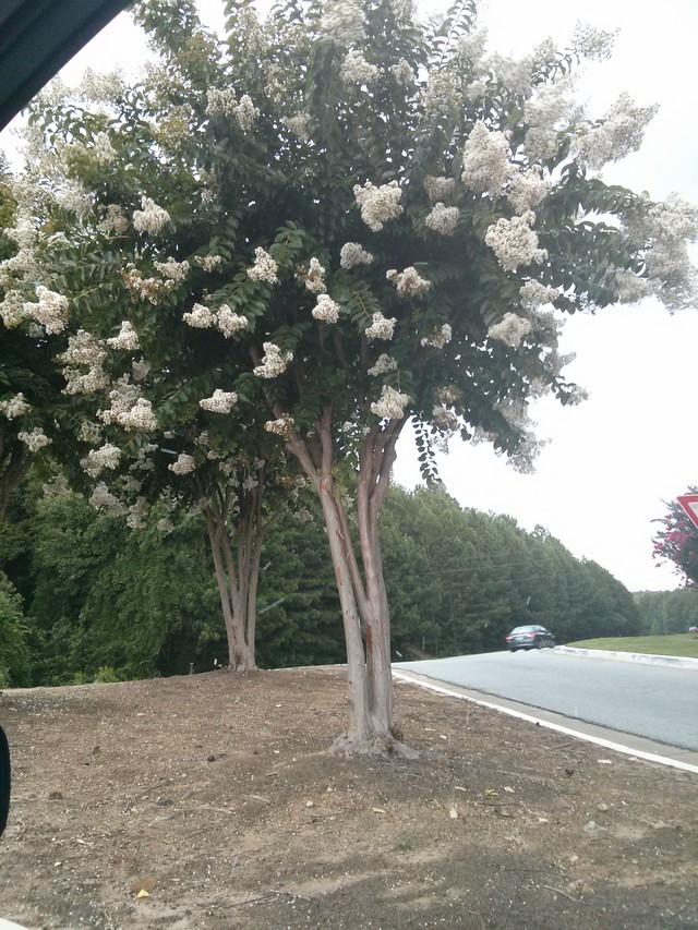 Identify grass and tree/shrub