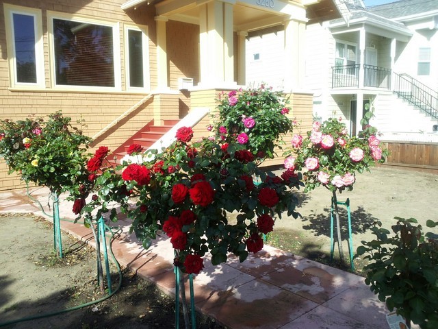 Revived roses - now what?