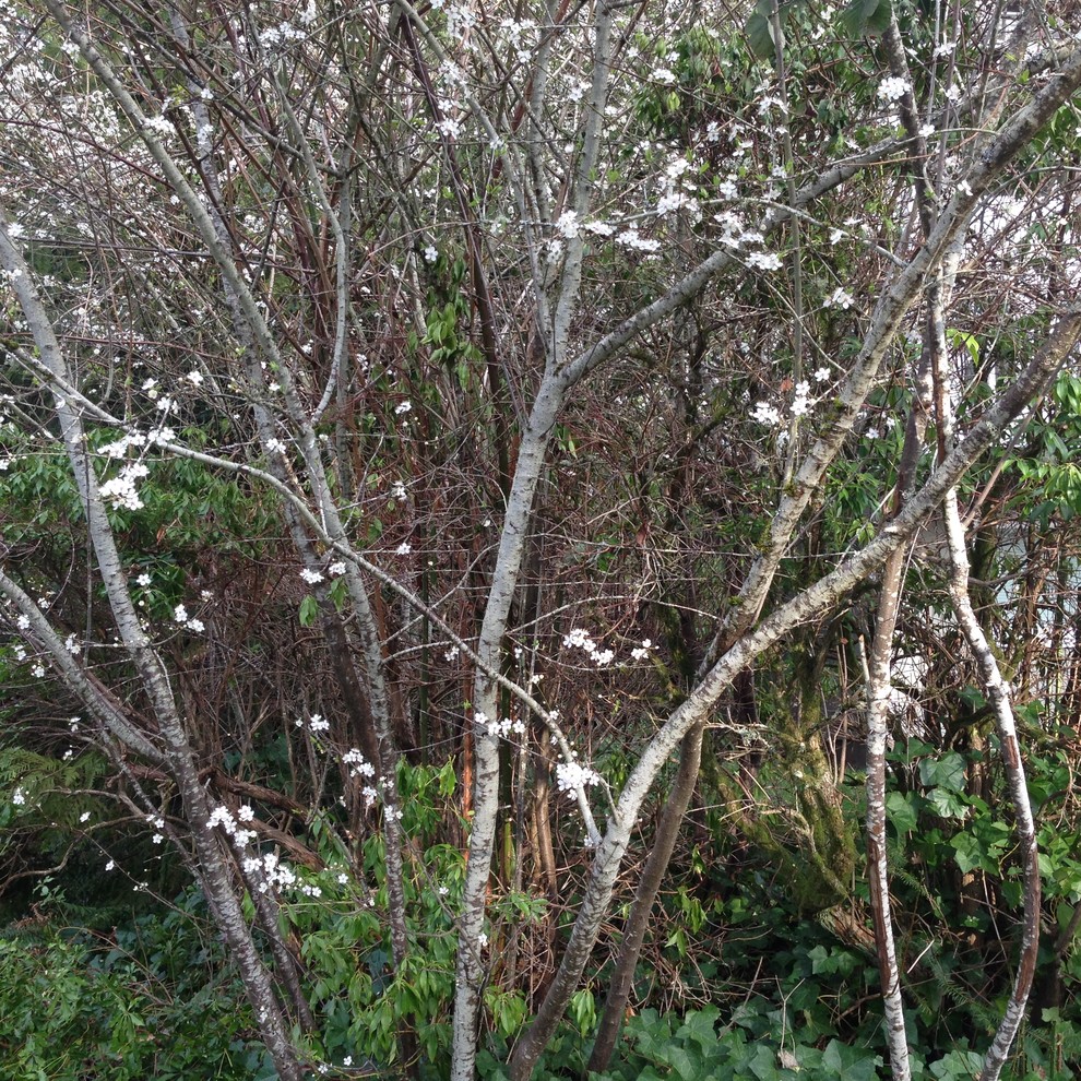 Thorny cherry tree? Is it invasive?