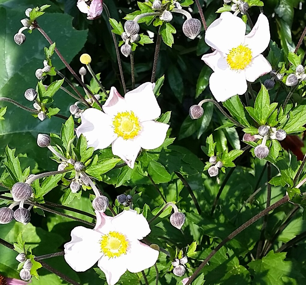 Identify these perennial flowering bushes?