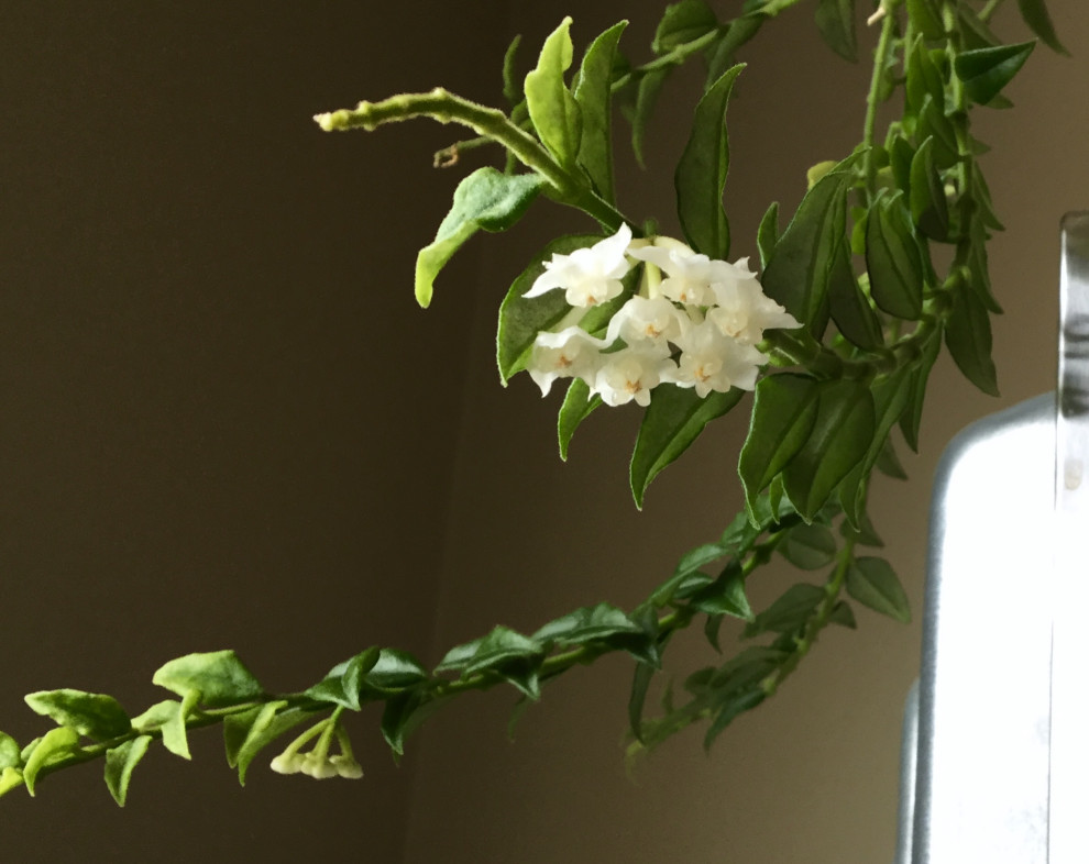 White Hoya bella...finally