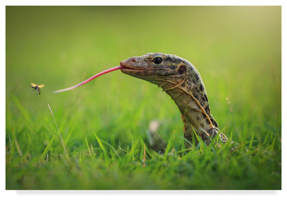 Shikhei Goh 'Lizard Escape' Canvas Art, 47"x30" - Contemporary - Prints ...