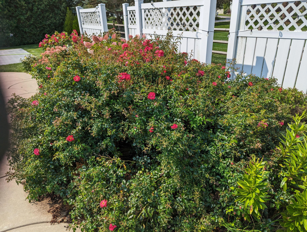 What is the name of this rose bush? | Houzz Forum