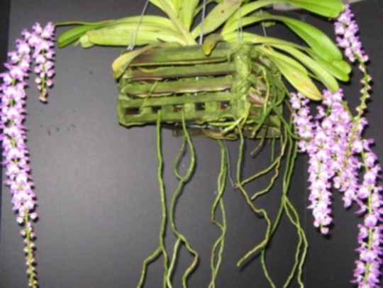 Aerides multiflorum