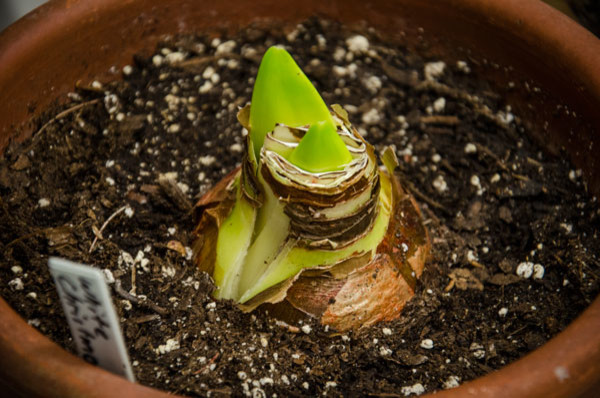 How to avoid splitting bulbs?