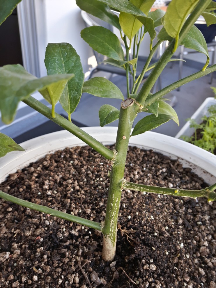 New lemon tree help: Graft Line? Sucker?