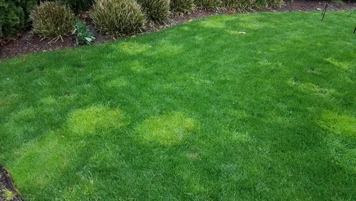 Invasive grass