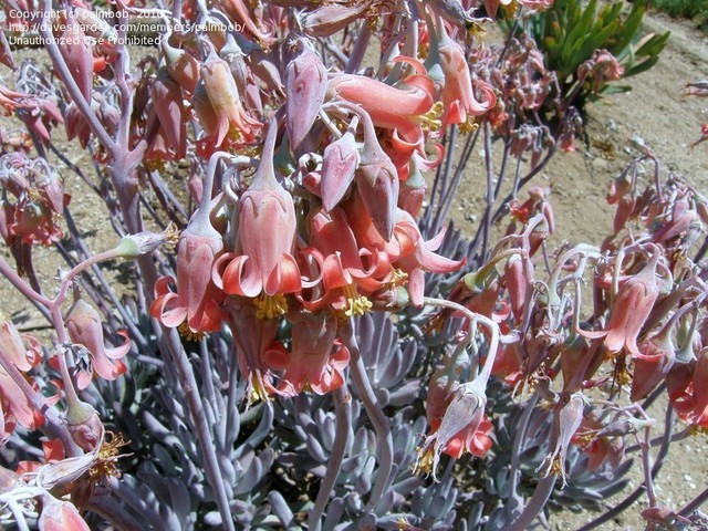 Cotyledon Orbiculata var. Oblonga - Finger Aloe: Popularity? | Houzz Forum