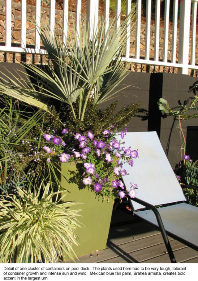 Low Water Flowers in pot with Palm