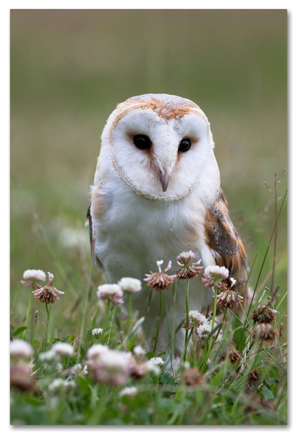 "Owls" by Robert Harding Picture Library, Canvas Art, 16"x24" - Rustic ...