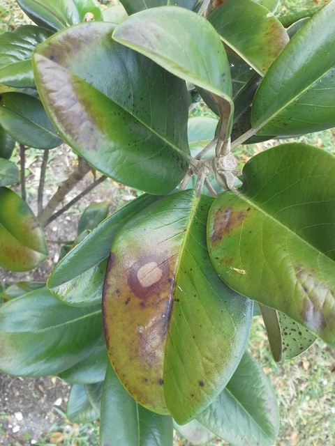 Magnolia Blight