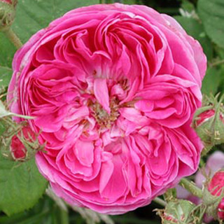 ROGUE VALLEY ROSES - Project Photos & Reviews - Medford, OR US | Houzz