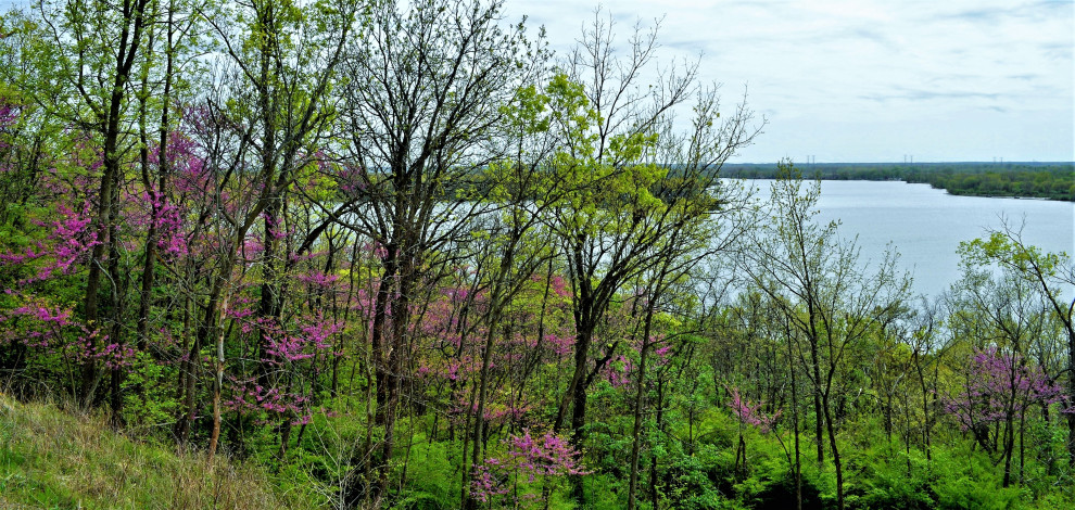 10 Native Trees Landscape Designers Love